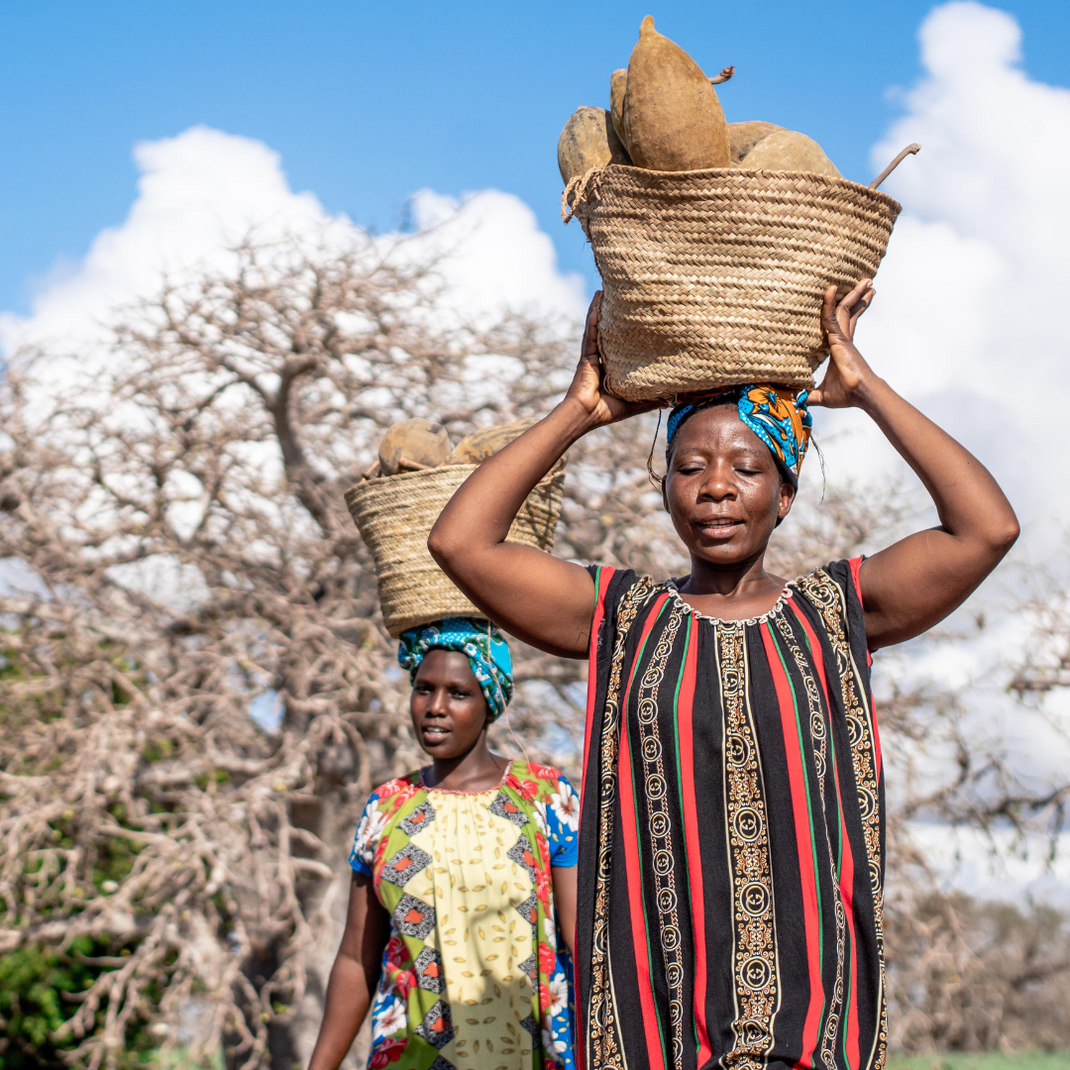 Seedling-designs – Seedling Designs