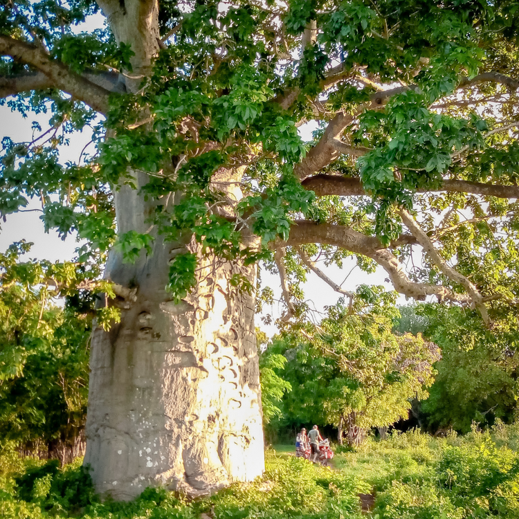 Seedling-designs – Seedling Designs